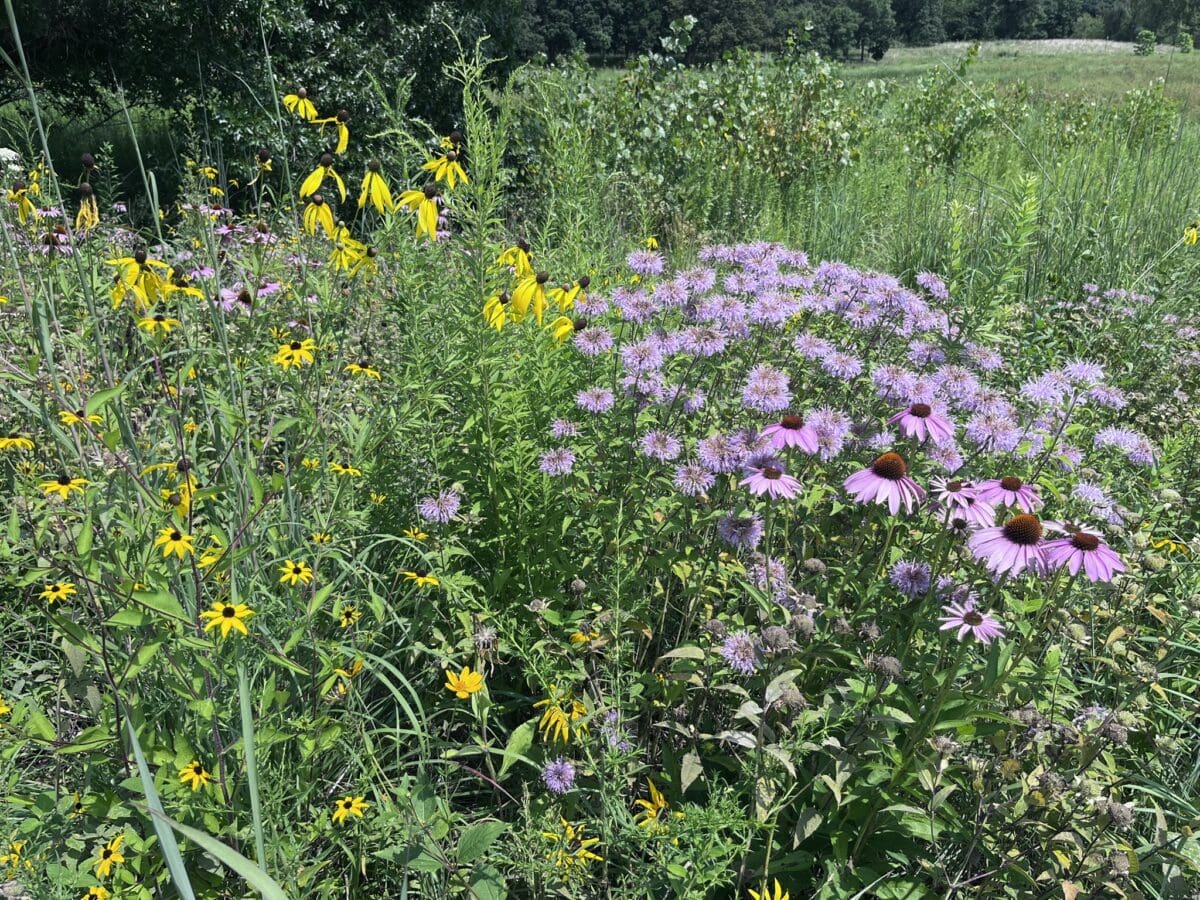 Ecological Restoration Internship | V3 Companies